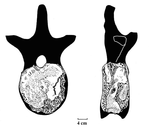 Mundo Terópodo: Top 10: Especímenes de Tiranosaurio rex