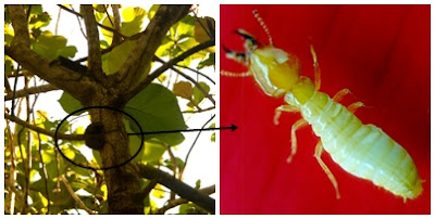 foto-foto jenis hama yang menyerang pohon jati ~ FORESTER UNTAD BLOG