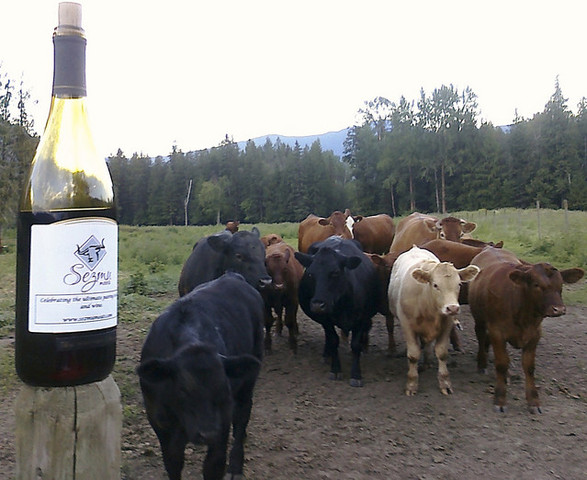 Talktokemi Ttk Happy New 2024 Cows That Drink Two Bottles Of Wine Per Day