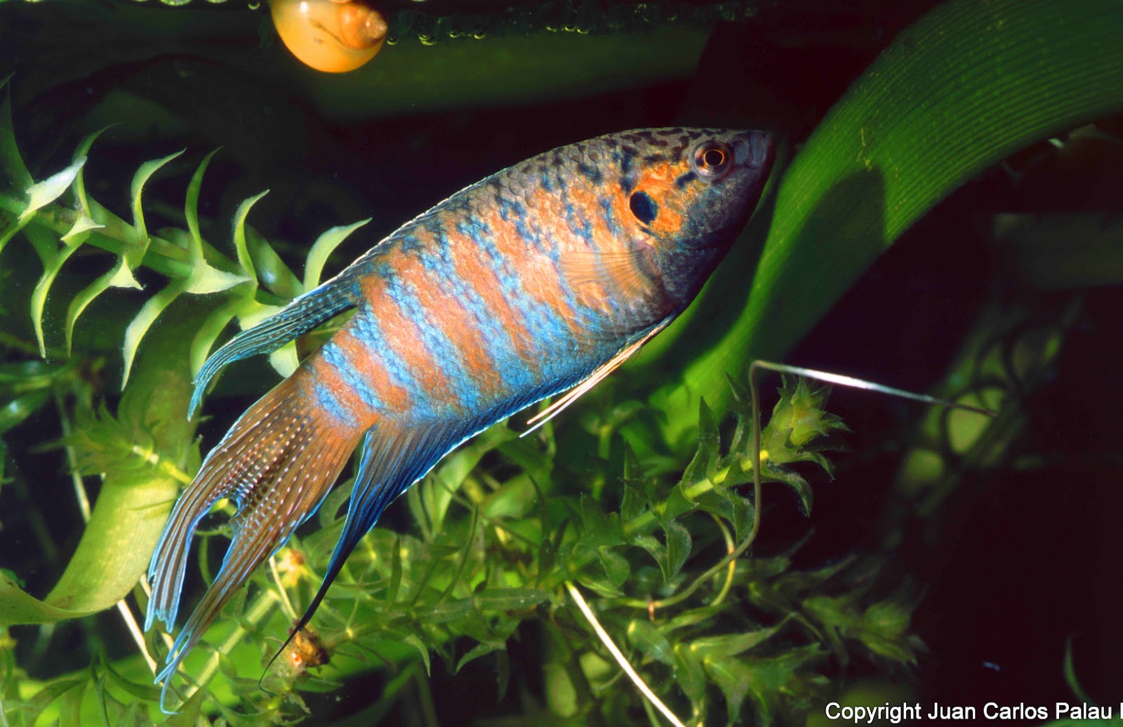 Juan Carlos Palau Díaz