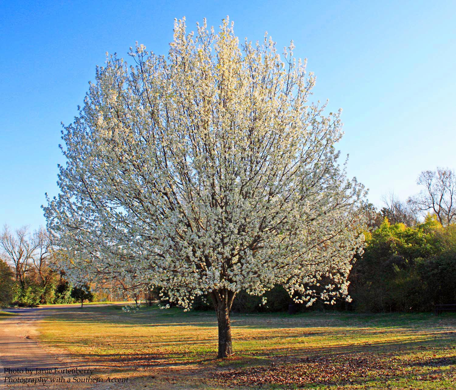 Southern Lagniappe: In Sweet Anticipation