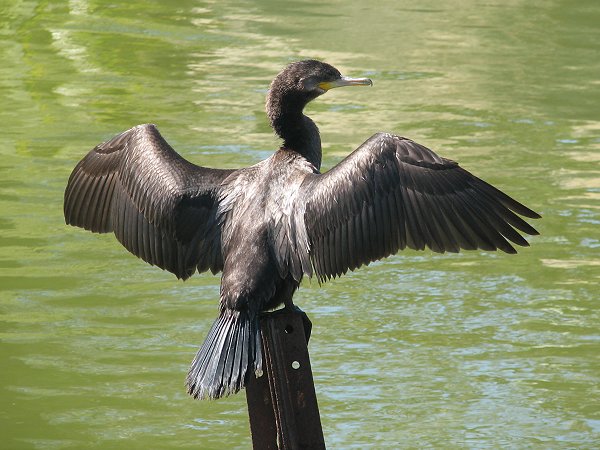 Historias del Recreo Tres Bocas delta tigre: Aves del Delta de tigre