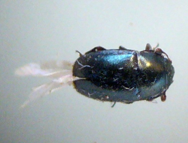 Dave Hubble's ecology spot: Eat or be eaten: pollen beetles on pak choi