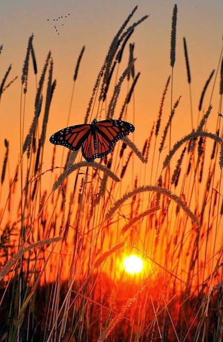 Butterfly in Glowing Sunset ~ Photos Hub