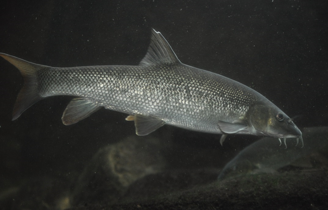 ZOOTOGRAFIANDO (6.100 ANIMALS): BARBO / BARBEL (Barbus barbus)