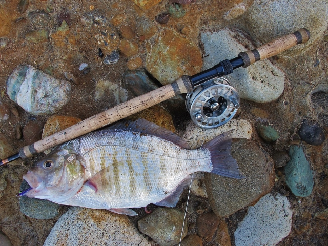 Barred Surfperch on the Fly: Larger Central Coast Barred Surfperch on ...