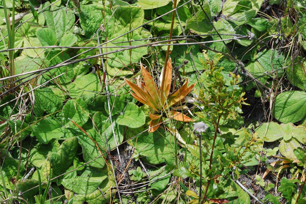 Space Coast Wildflowers: Tosohatchee WMA, June 26, 2011