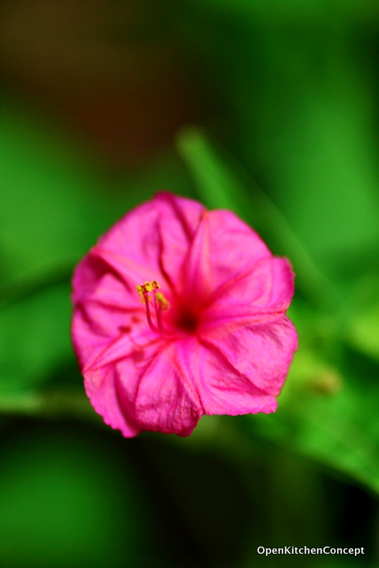 Open Kitchen Concept: Pink Moonflowers?