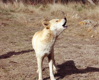 Etología Familiar: El dingo: ¿el perro más listo?