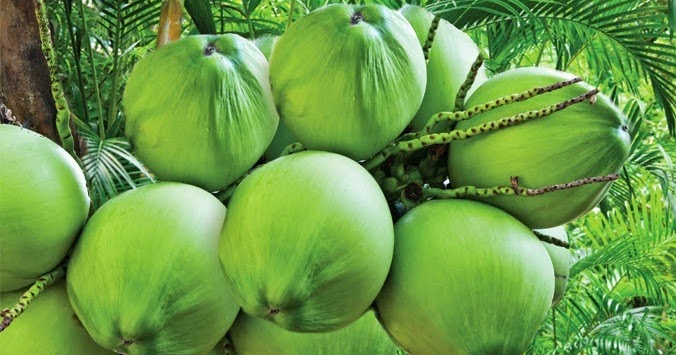 Fruta do coco para benefícios de saúde - Frutas ajuda perder peso e ...