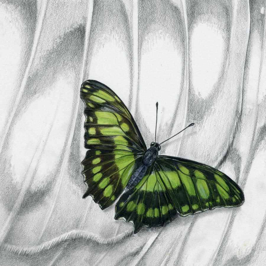 Draw the Beauty of Nature with Mindy Lighthipe: Nature Fine Art ...