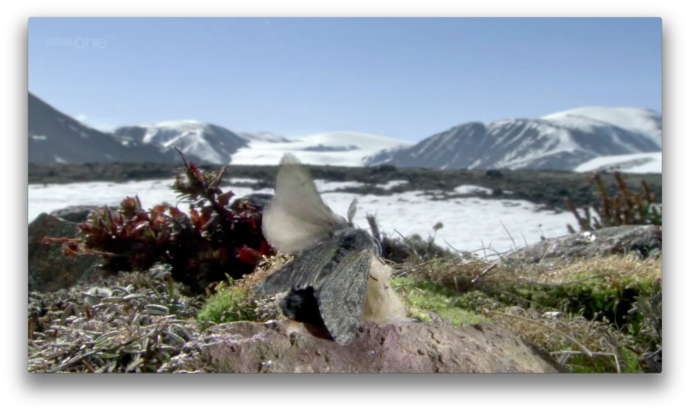 Arctic Woolly Bear Moth