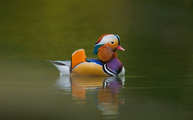 Wallpapers Patos