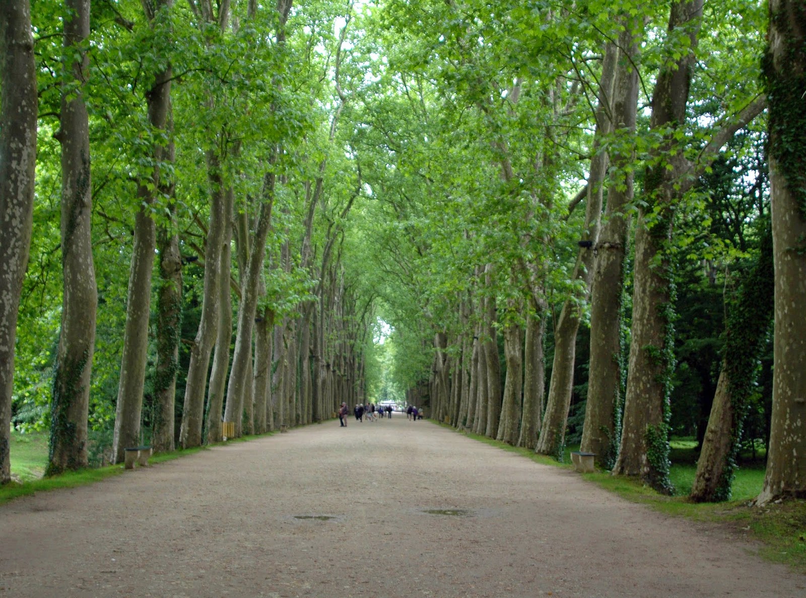 Paris and Beyond: Une Allée d'Arbres
