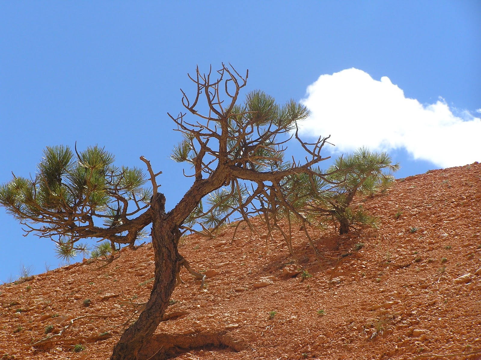 Splendid Little Stars: xerophytic in xeric