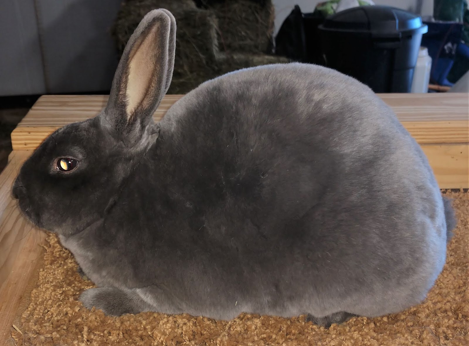 Grey Mini Rex Rabbits