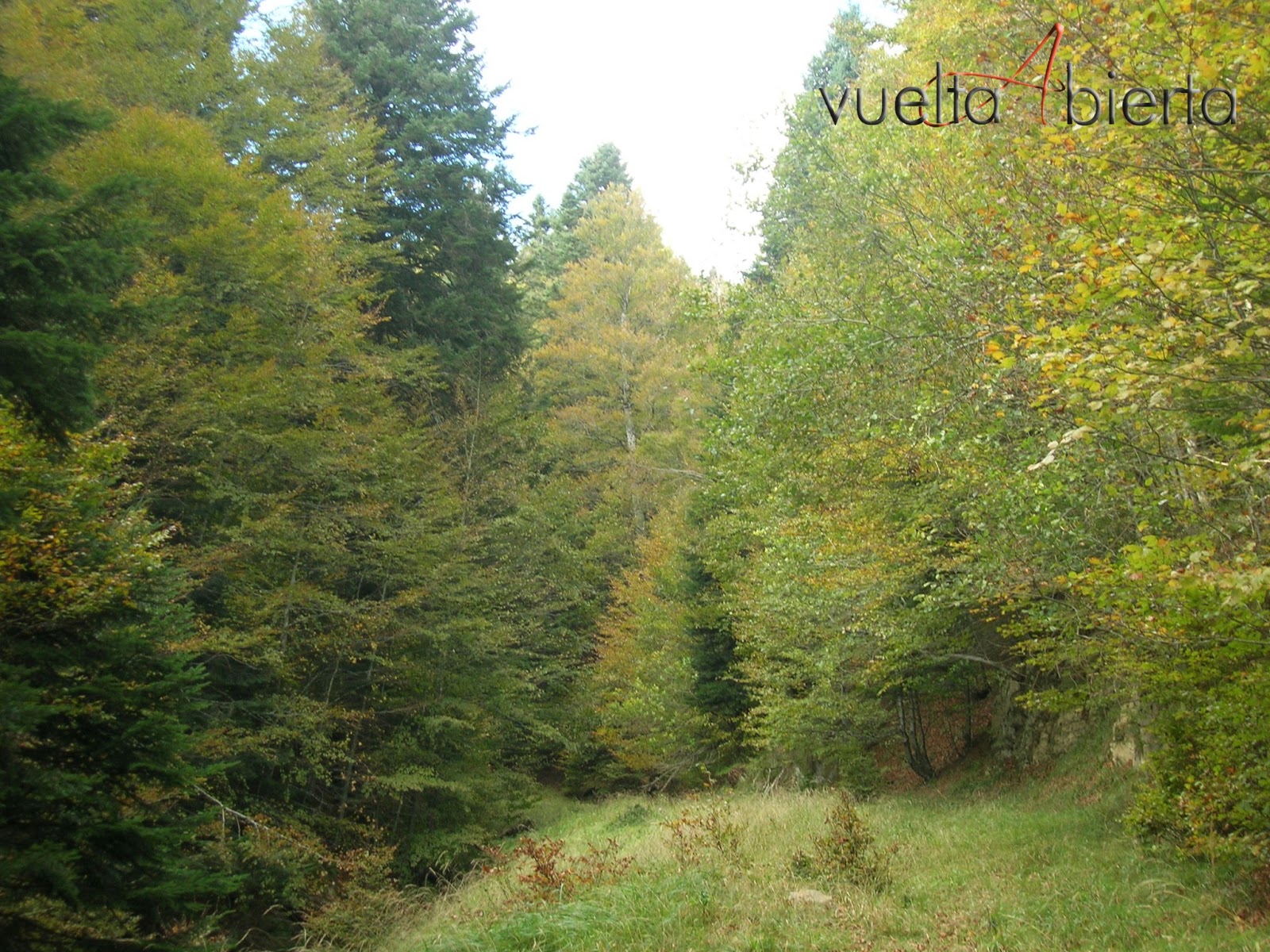 Vuelta abierta | Blog de viajes: Selva de Irati (Navarra)