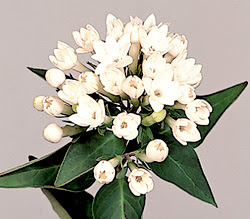 Beauty Of Flowers: Bouvardia