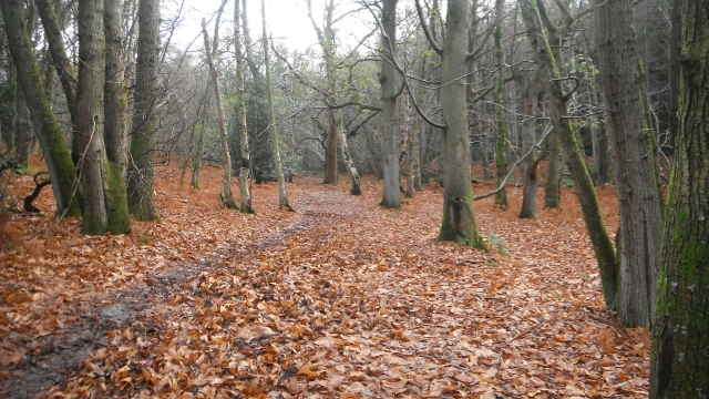 EASTLEIGH RAMBLER: NEW LIPCHIS WAY - DAY ONE