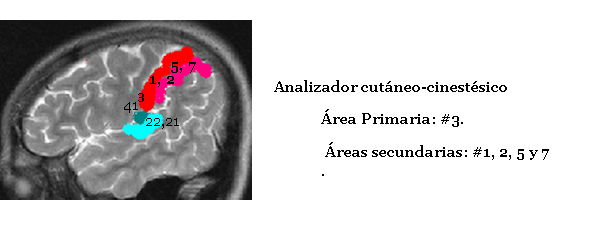 NEUROPSICOLOGÍA: EL MODELO DE LURIA