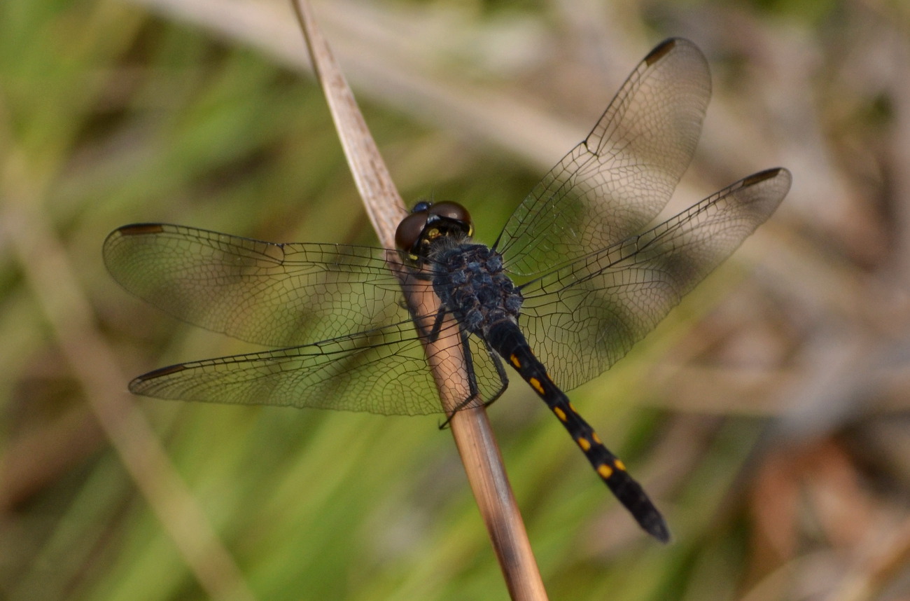 Woods Walks and Wildlife: Assateague Island