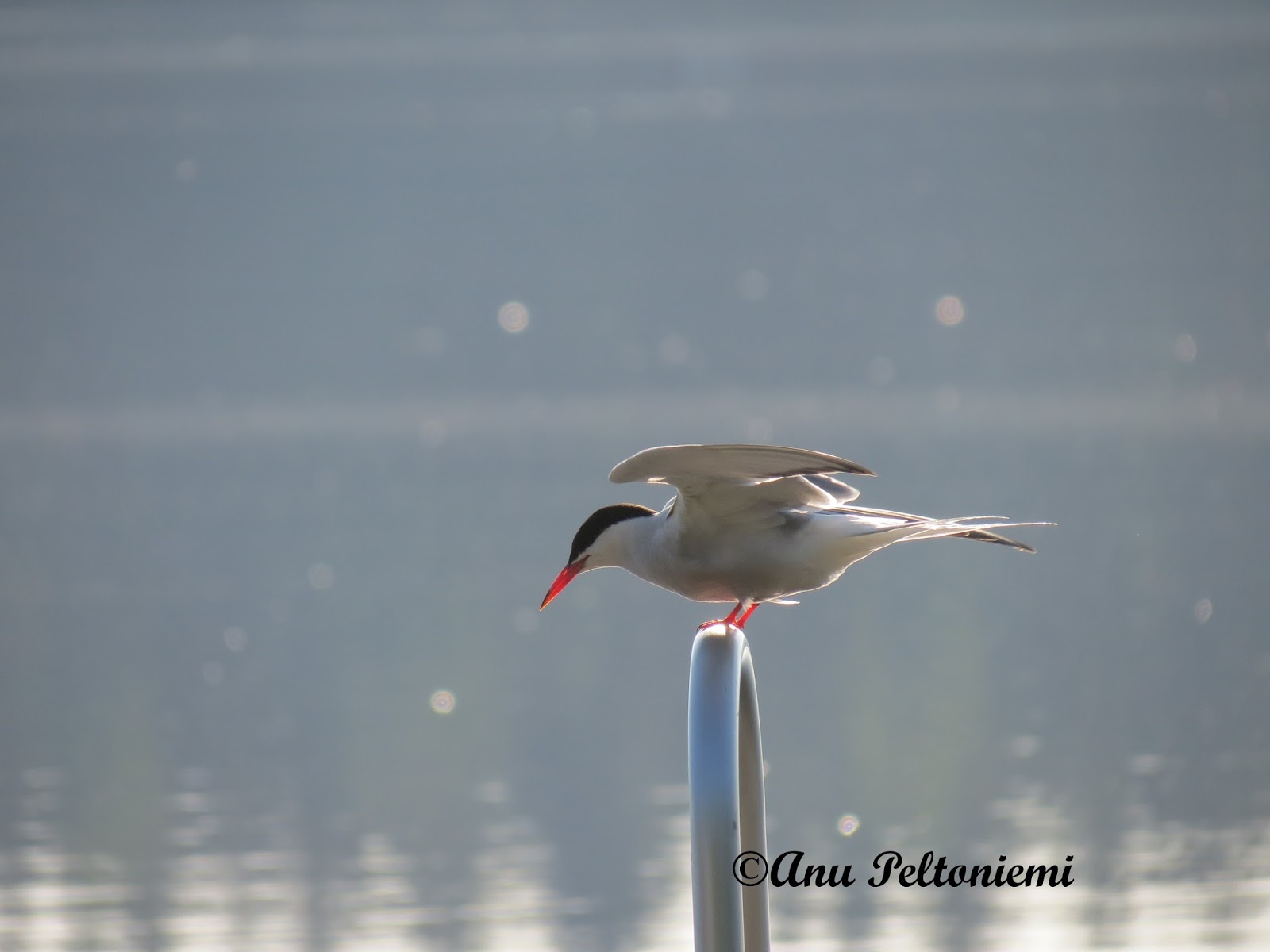 Lintuilua - Birding: Tiira
