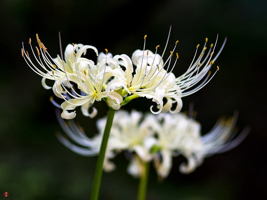 FROM THE GARDEN OF ZEN: White Higanbana (Lycoris radiata) flowers in ...