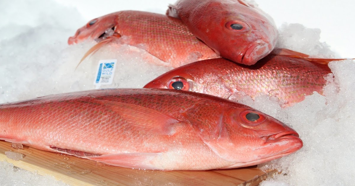 Red Snapper Calories - Fresh Red Snapper, Buy Red Snapper, Red Snapper ...
