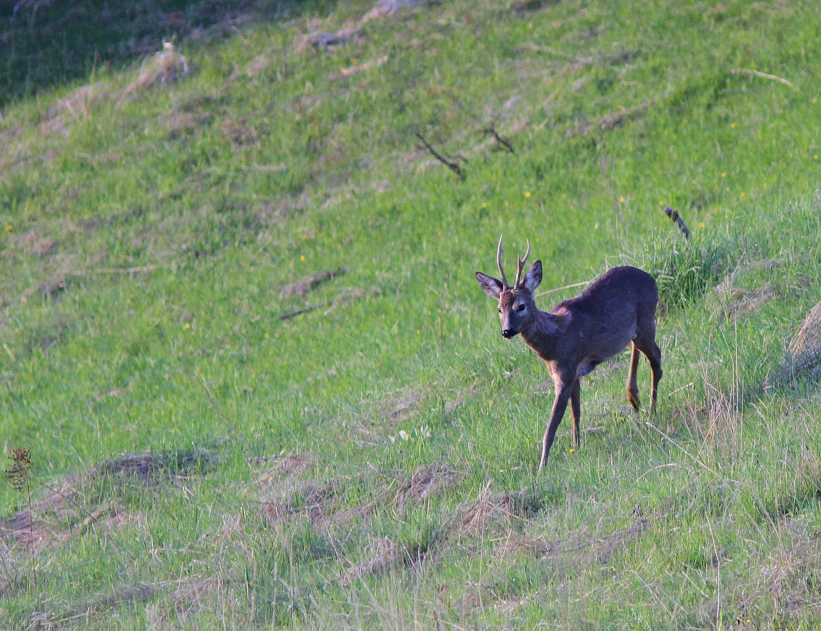 Non-Stop Birding: BULGARIA IN SPRING
