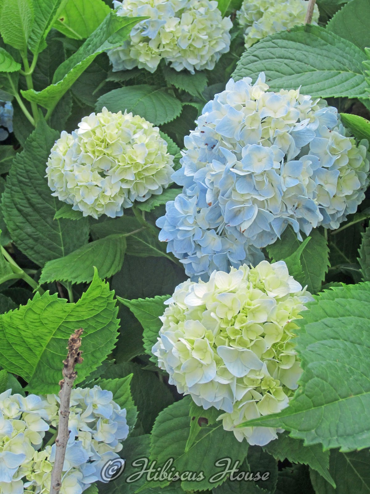 Hibiscus House: Old Fashioned Hydrangeas
