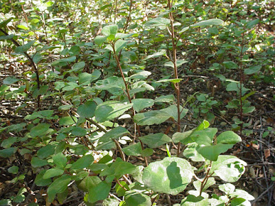 Mother Nature's Backyard - A Water-wise Garden: Plant of the Month ...