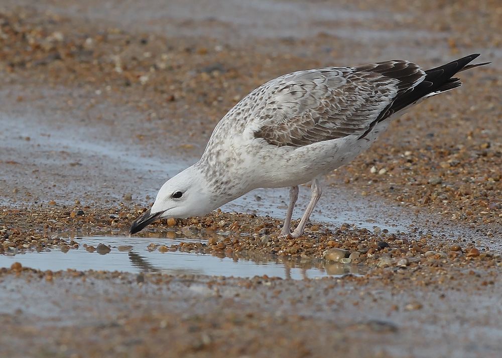 Richard Smith - Birdwatching Days Out: CASPIAN GULL, 1st winter and the ...