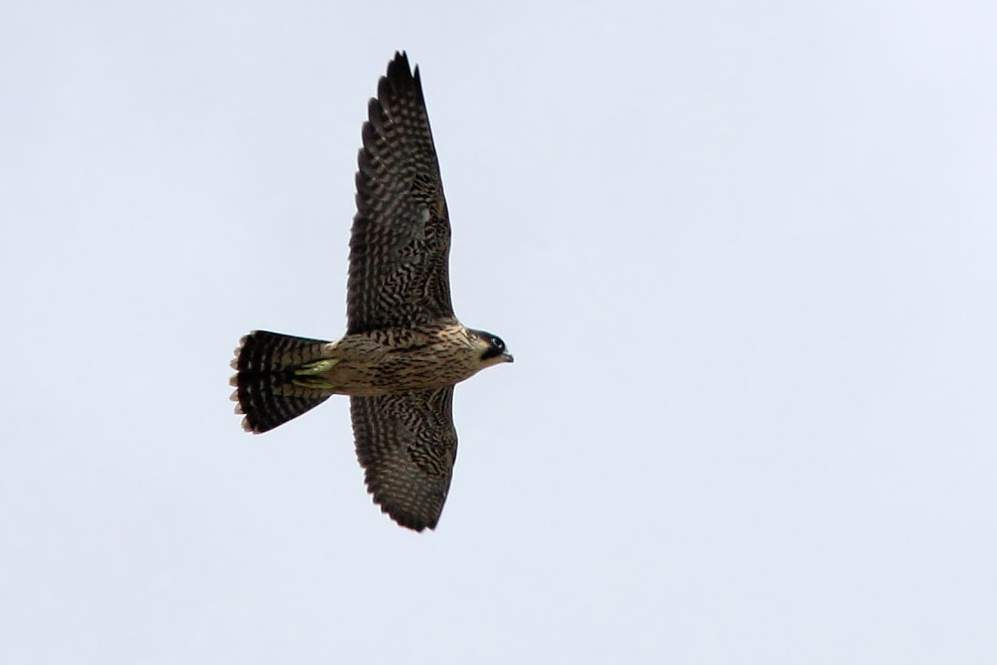 Picodrome: Pour le plaisir...