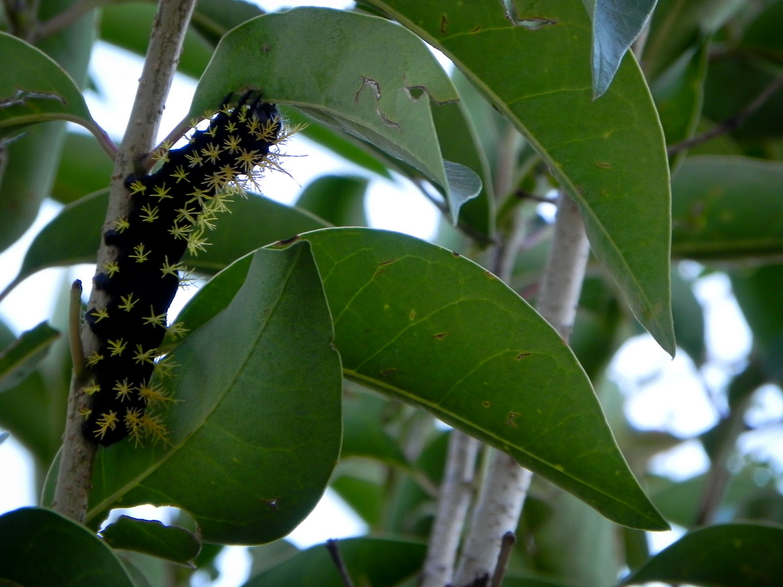 Jenny Madrid: Orugas mexicanas (azotadores)
