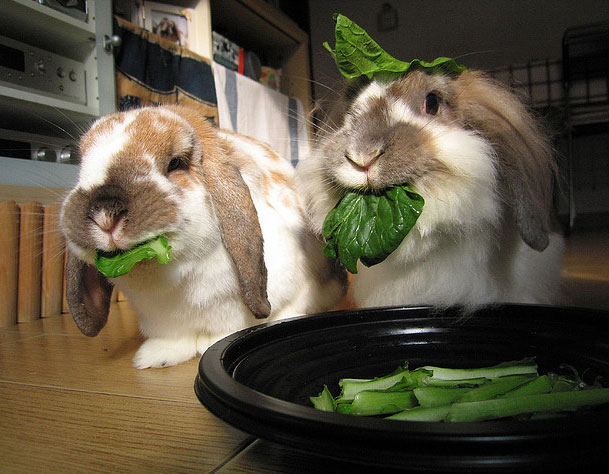 INSIGHT RABBIT: Healthy Snacks Your Rabbit Will Love