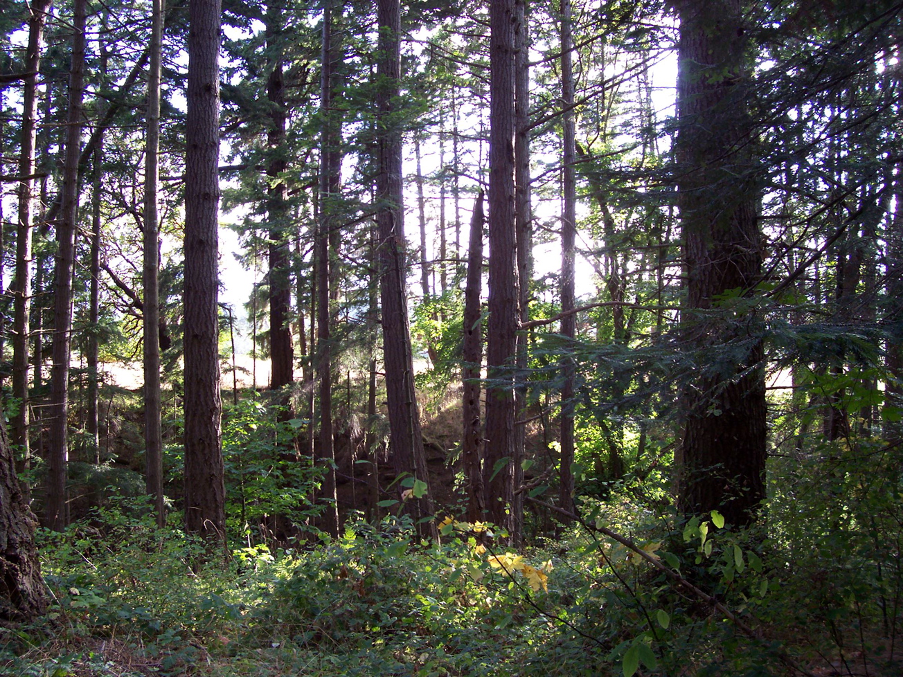 Vancouver Island Big Trees: Devonian Regional Park, Metchosin