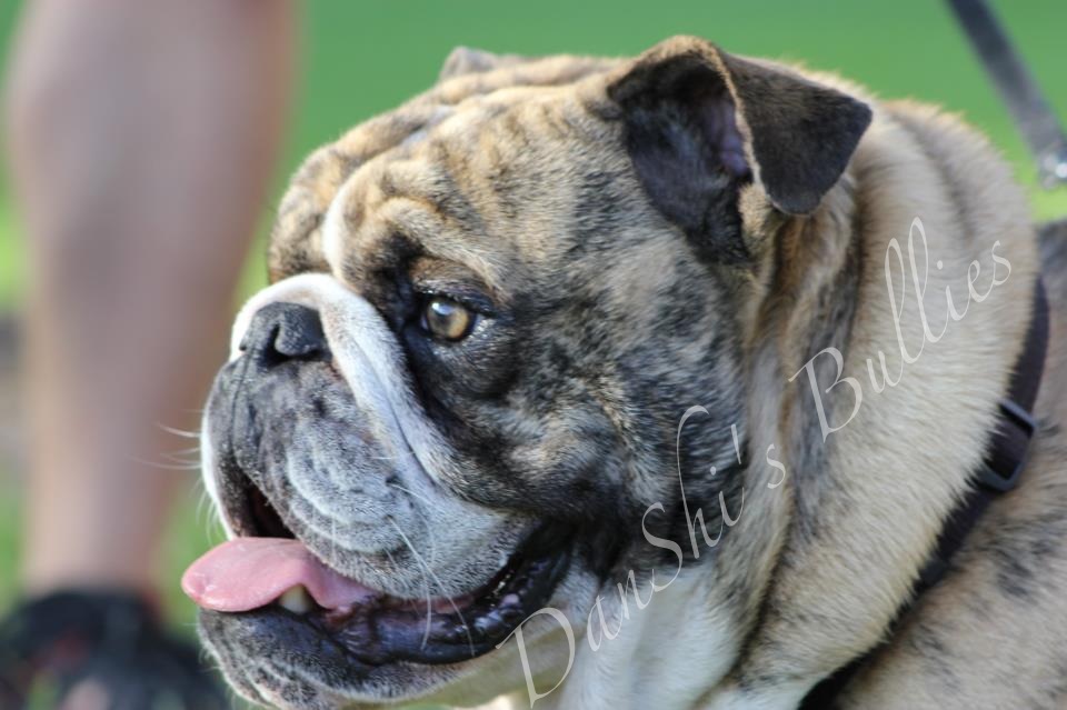DanShi's Bullies: AKC & ABKC English Bulldog & French Bulldog Stud ...