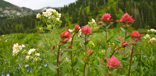 A Trail Runner's Blog: The Wasatch 100 Mile Endurance Run - To The ...
