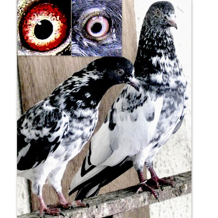 Red eye pigeon, Kabootar Baazi in Pakistan