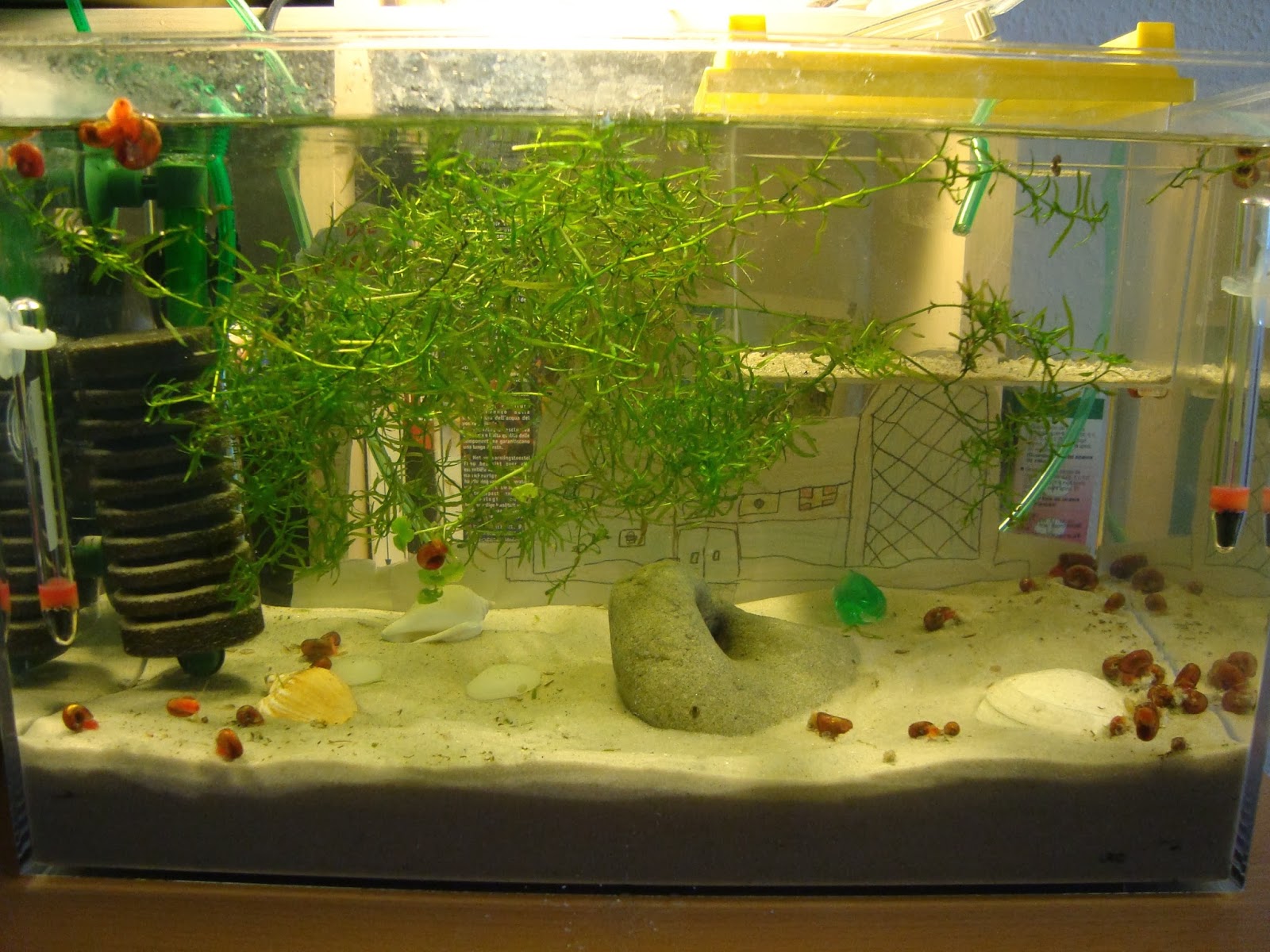 Triops, The 350 Million Years Old Species - For Fum And Interesting ...