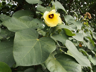 WARU, Daun Ajaib yang memiliki sejuta manfaat ~ AZAURA BLOGGER