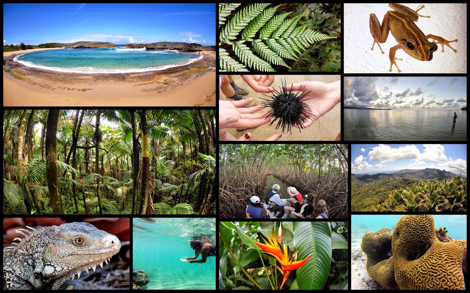 La isla del encanto : LA FAUNA DE PUERTO RICO