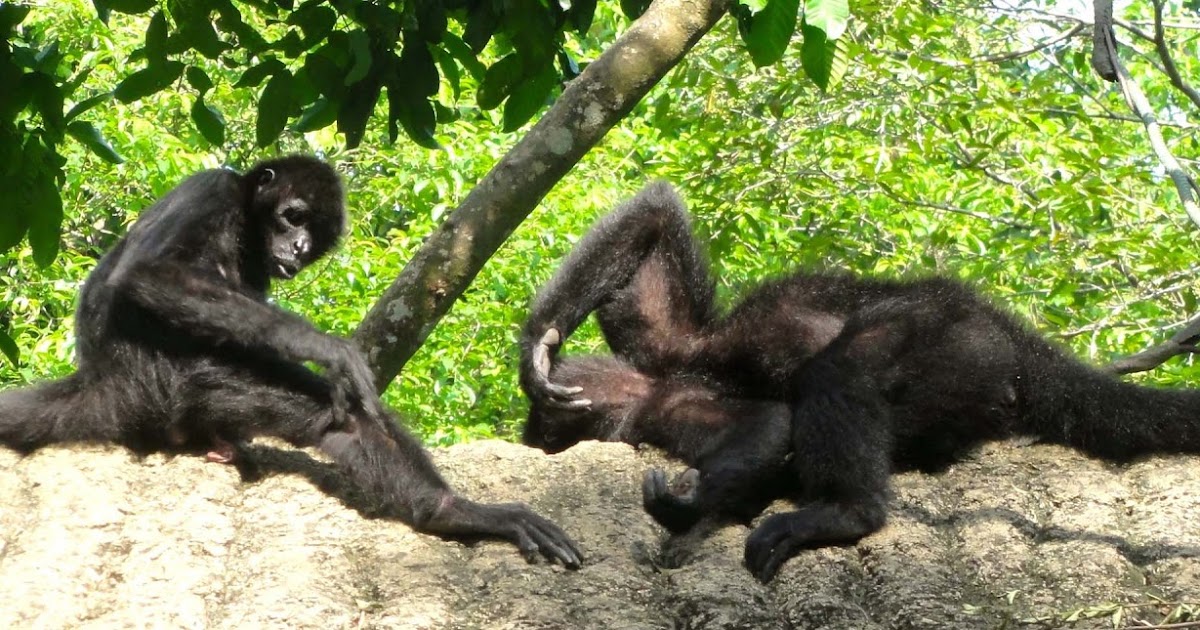 Do you have too many monkeys on your back? |The New PI Sets Up a Lab