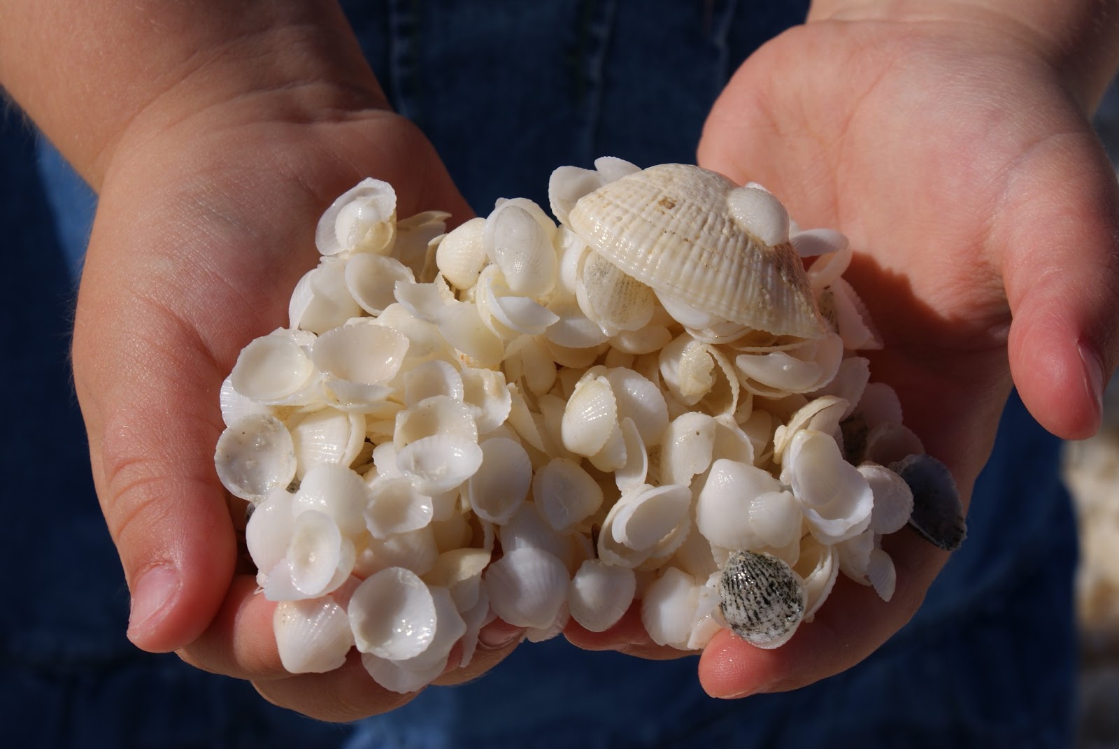 Amelia the explorer: Shell Beach, WA