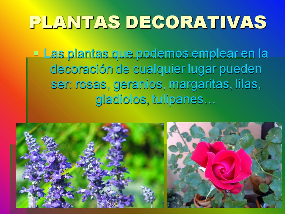 Cosas de niños para la escuela: TODO SOBRE LAS PLANTAS