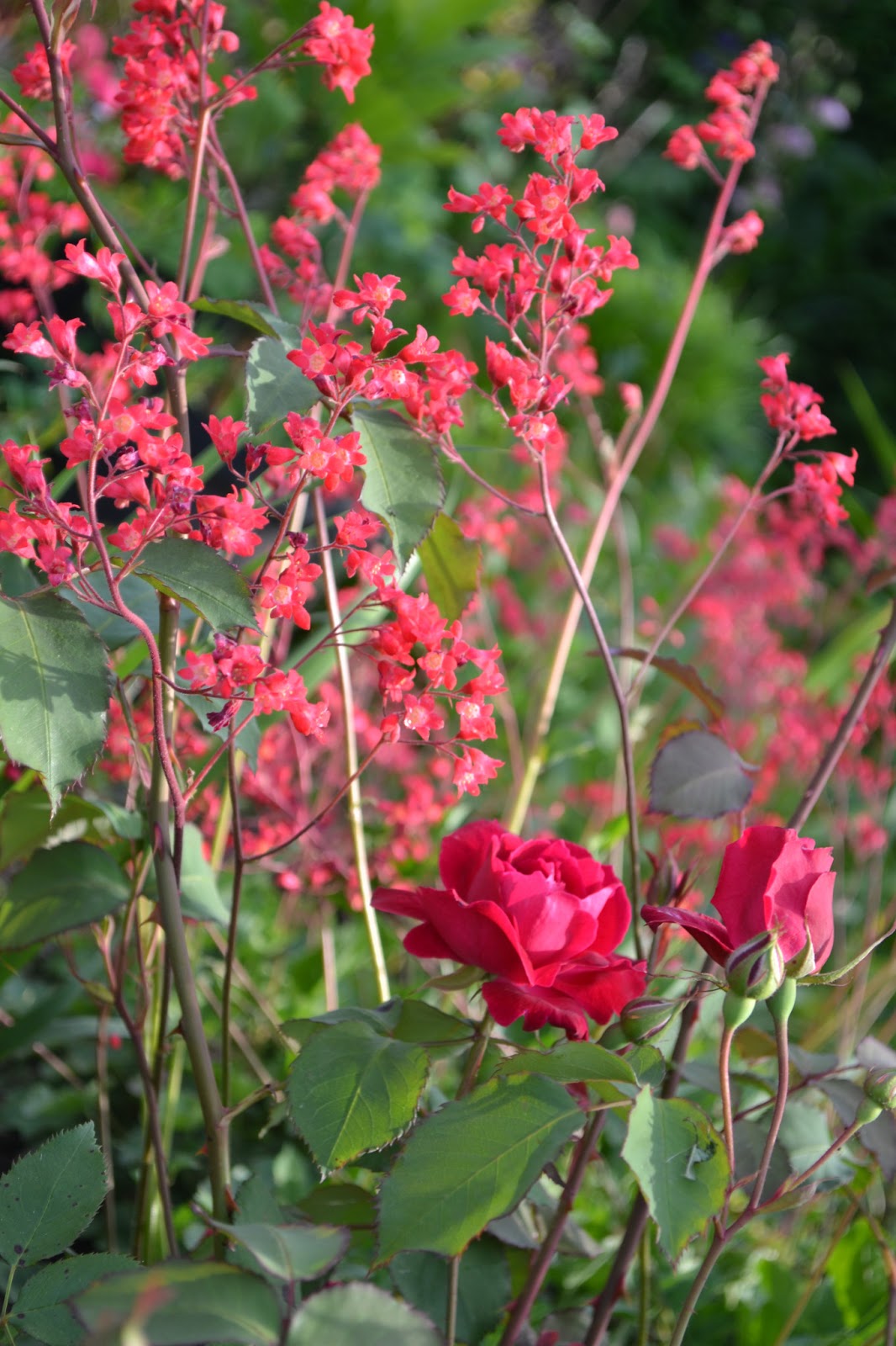 Sodo Stilius: Raudonas alūnės (Heuchera) ir rožės duetas