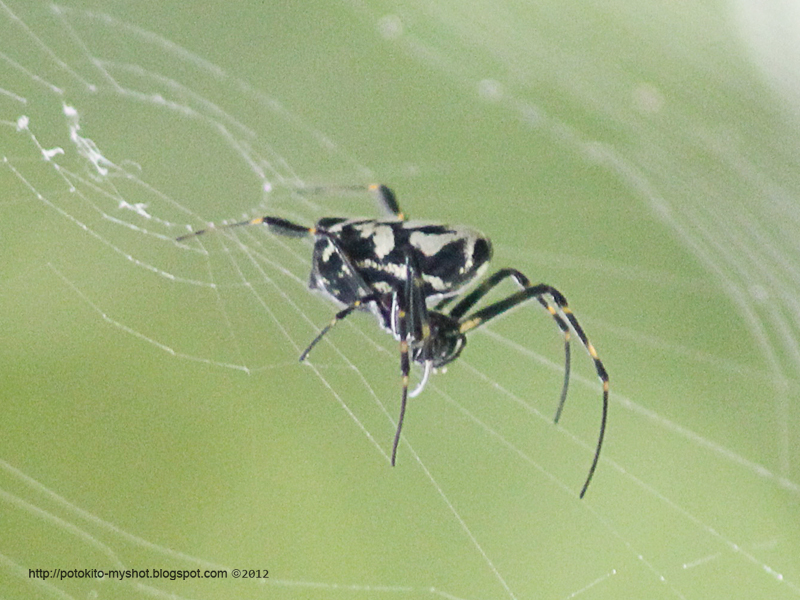 Pear-Shaped Leucauge Spider (Opadometa fastigata), Sumatra Indonesia
