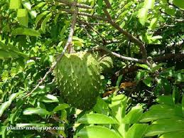 INDIGENOUS GH: Aluguntugui a.k.a Soursop Leaves Tea
