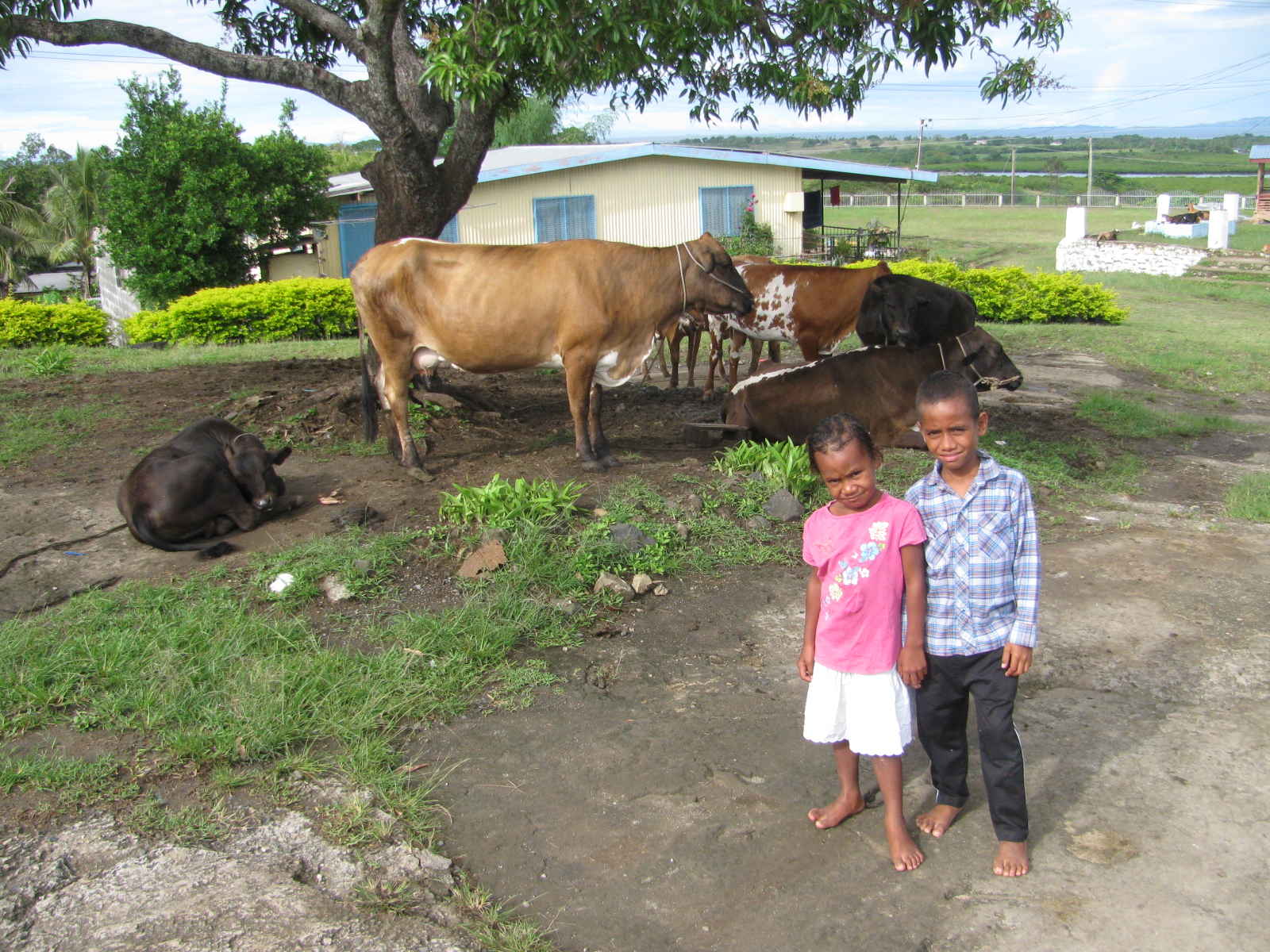 New "Sheepland": Finally Fiji!