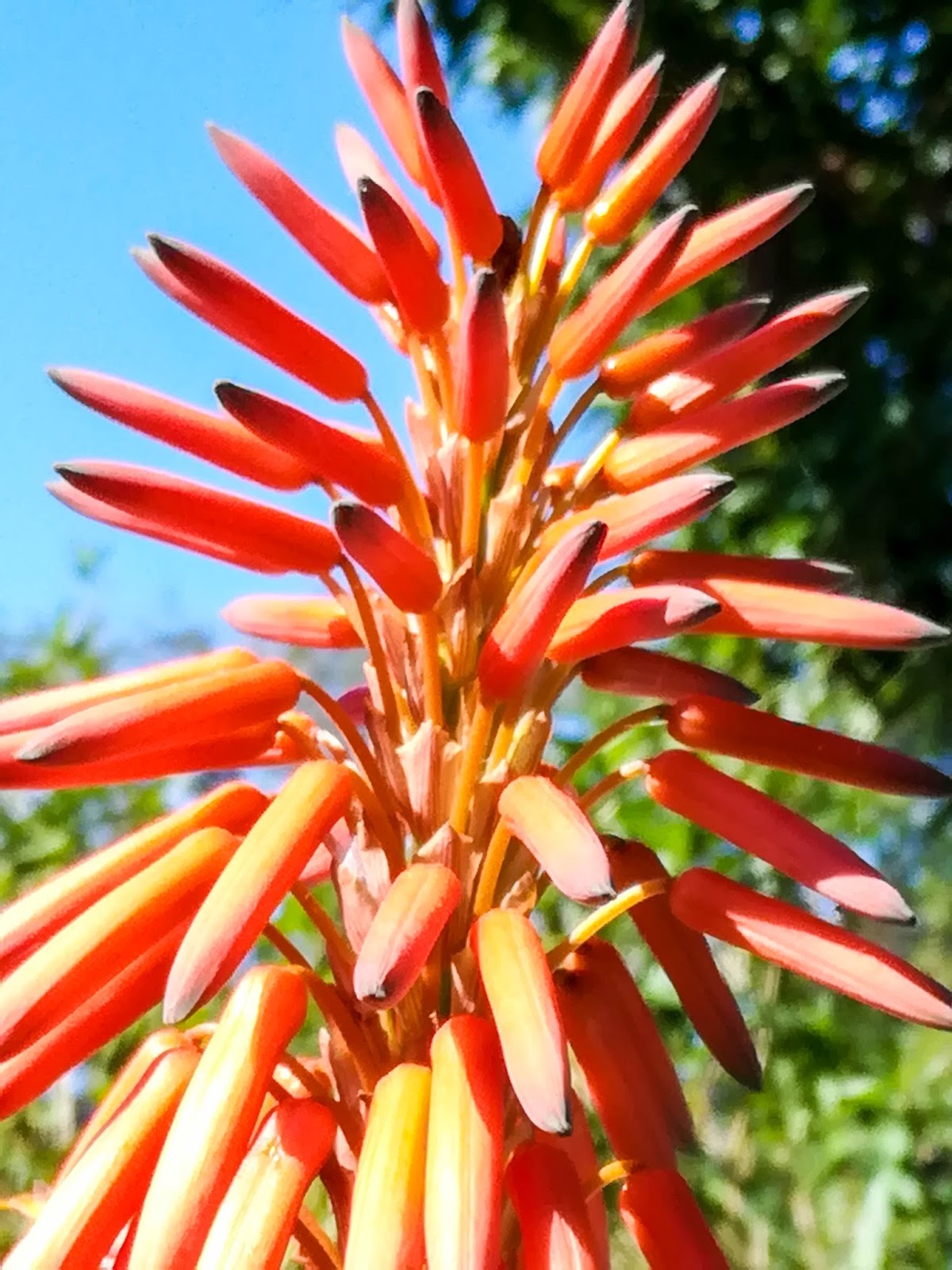 Flor de aloe vera